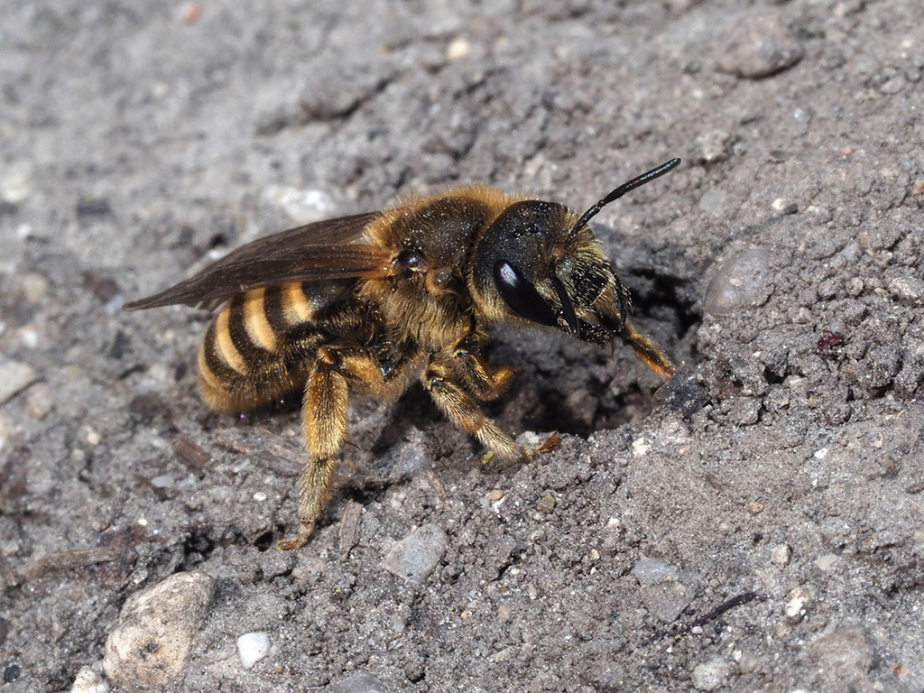 Halicte de la scabieuse (Pollinisateurs du lycée agricole de Sées ...