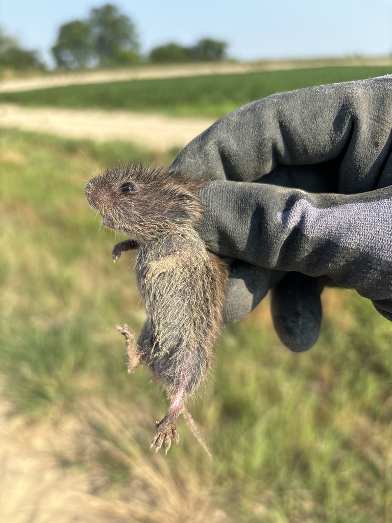 Prairie Vole from County Road 664, Bay, AR, US on June 16, 2024 at 08: ...