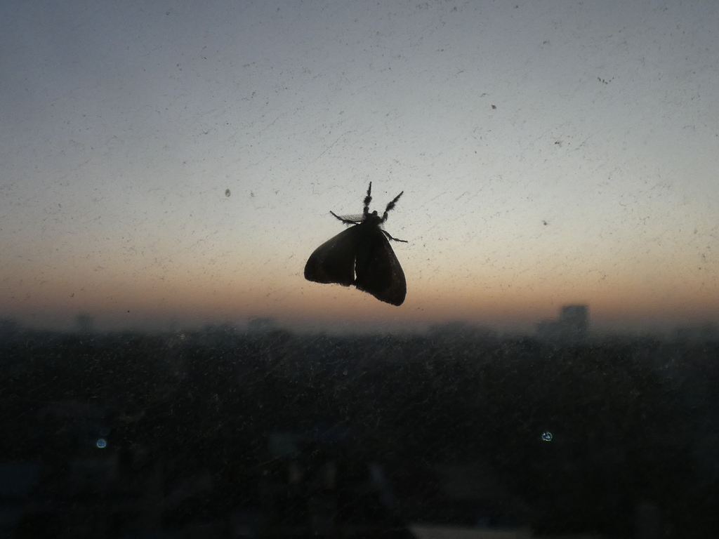 Clethrogyna turbata from Myanmar (Burma) on January 9, 2024 at 06:35 AM ...