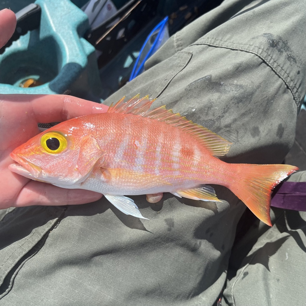 Silk Snapper (How to identify Lutjanus snapper in the gulf of mexico ...