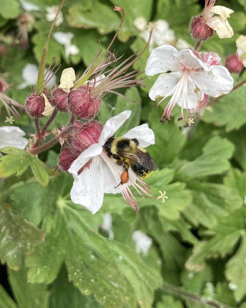 Red-belted Bumble Bee from Douglasdale, Calgary, AB T2Z, Canada on June ...