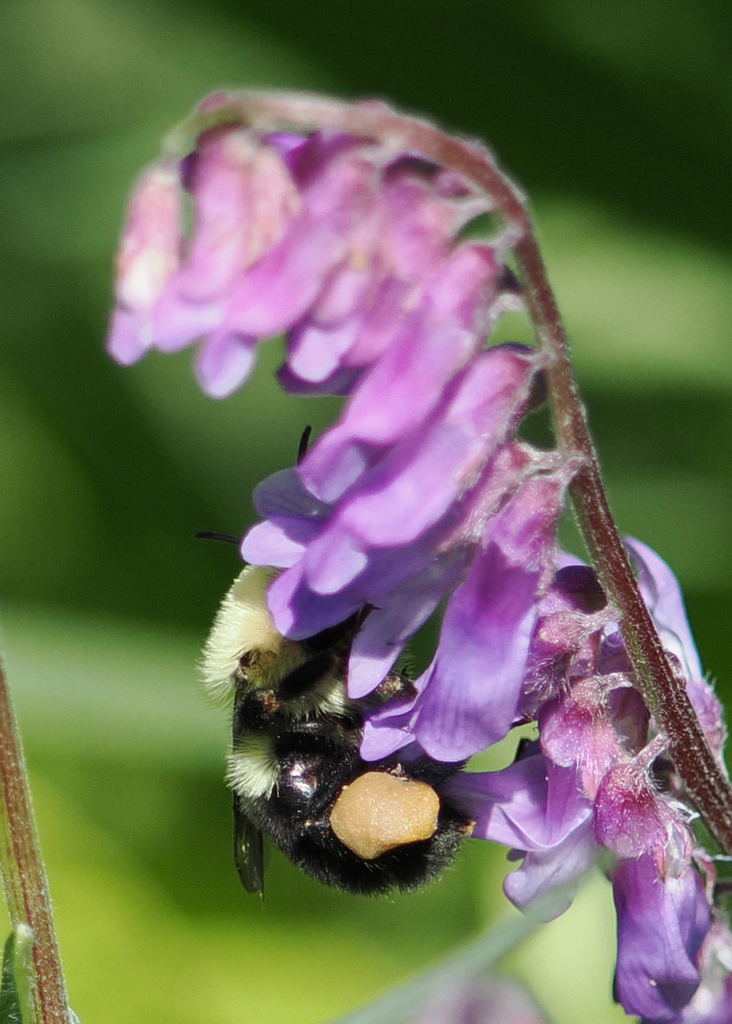 Pyrobombus from Rouge, Scarborough, ON, Canada on June 15, 2024 at 12: ...