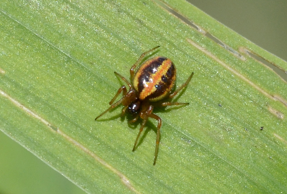 Hypsosinga heri (Orb Weavers of Scandinavia (Araneidae)) · iNaturalist