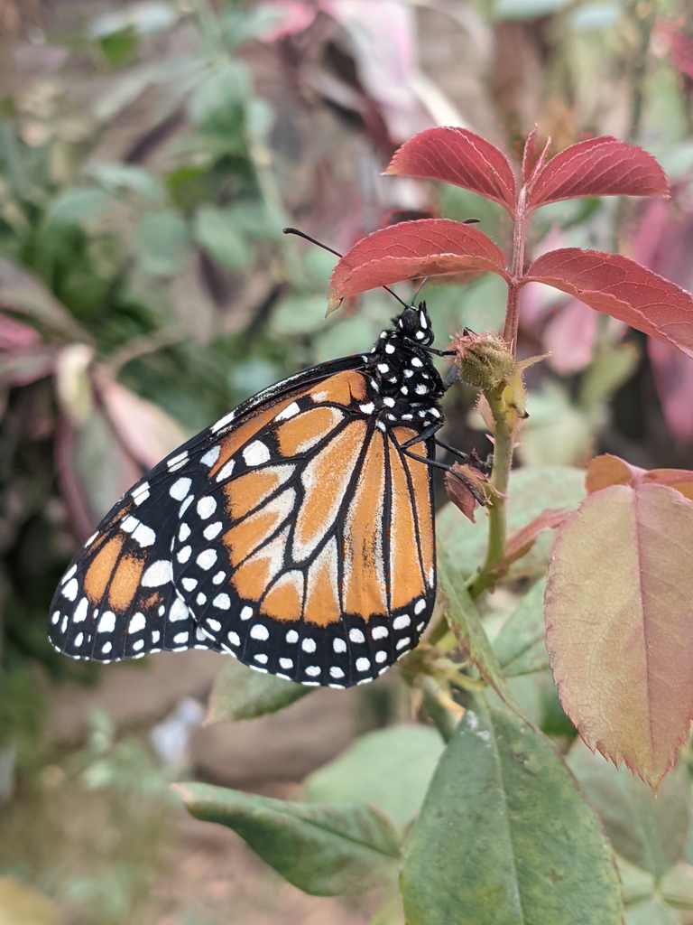 Southern Monarch from Irecê, State of Bahia, 44900-000, Brazil on June ...