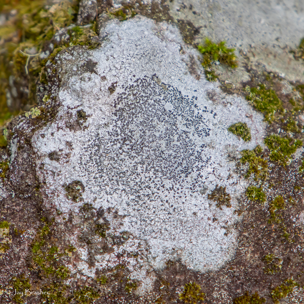 cinder lichen from Isle Royale NP, Rock Harbor, Keweenaw County, MI ...
