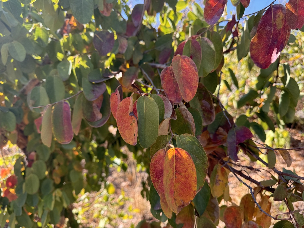 kuduberry from 9, Mashonaland West, ZW on June 14, 2024 at 09:53 AM by ...