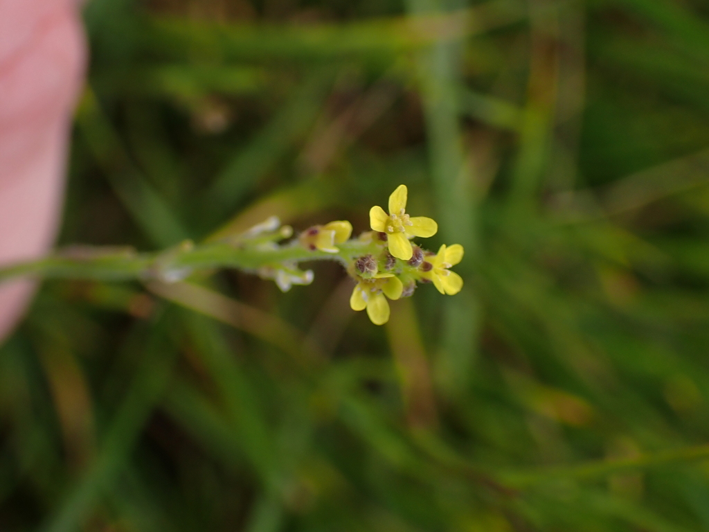 Hedge mustard from County Durham, UK on June 16, 2024 at 03:03 PM by ...