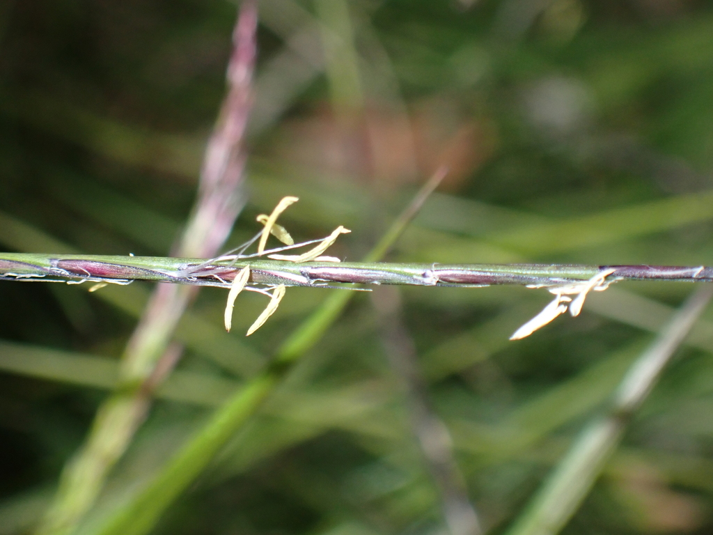 Matgrass from County Durham, UK on 16 June, 2024 at 03:17 PM by Zeke ...