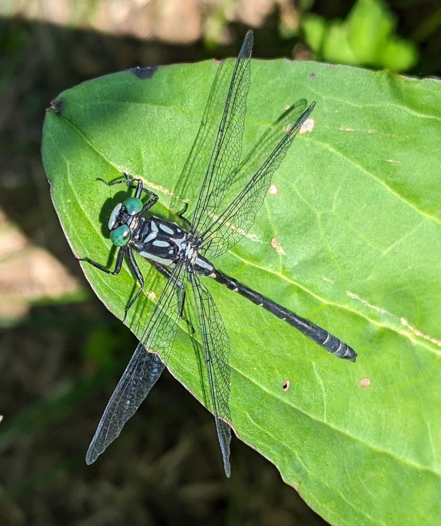 Davidius lunatus from 中国112604 on June 16, 2024 at 12:14 PM by Dallin ...
