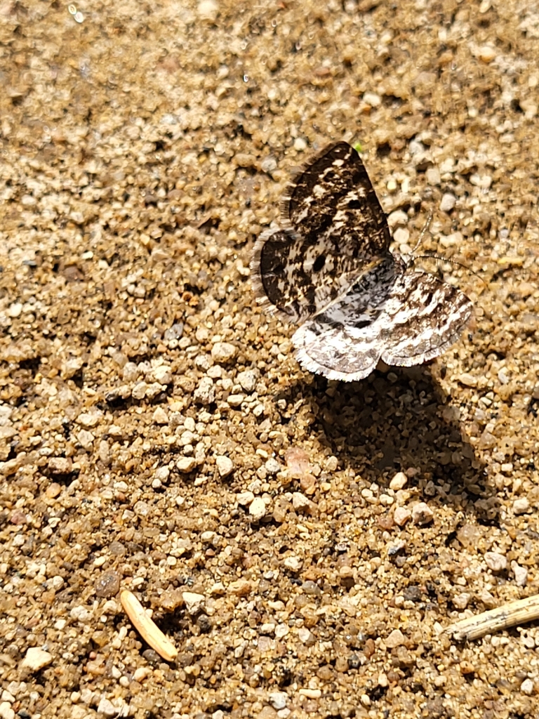 Powder Moth from Les Bergeronnes, QC G0T, Canada on June 16, 2024 at 11 ...