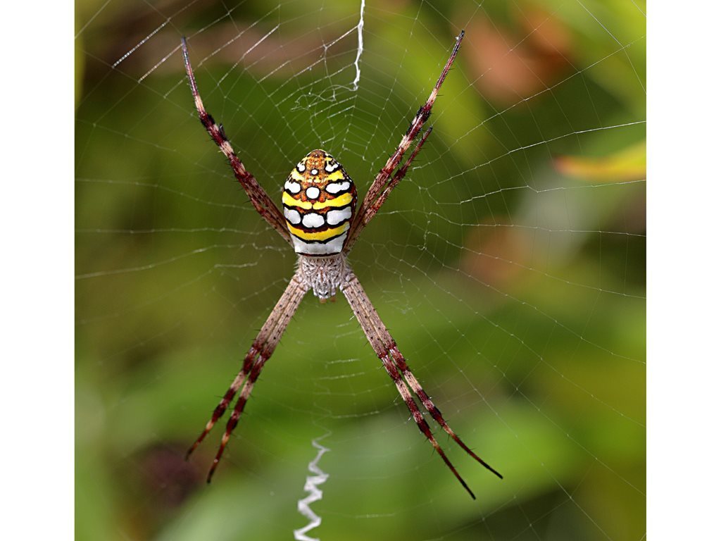 Painted Cross Spider from McFarlane Drive, Cairns on May 9, 2019 by ...