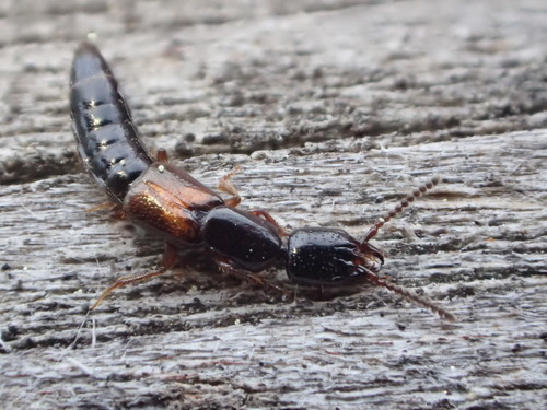 Nudobius cephalus · iNaturalist United Kingdom