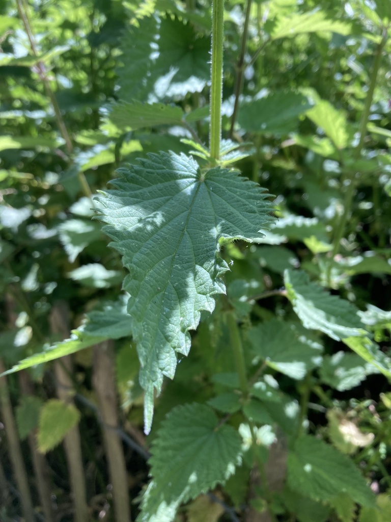 great stinging nettle from High Weald AONB, Edenbridge, England, GB on ...