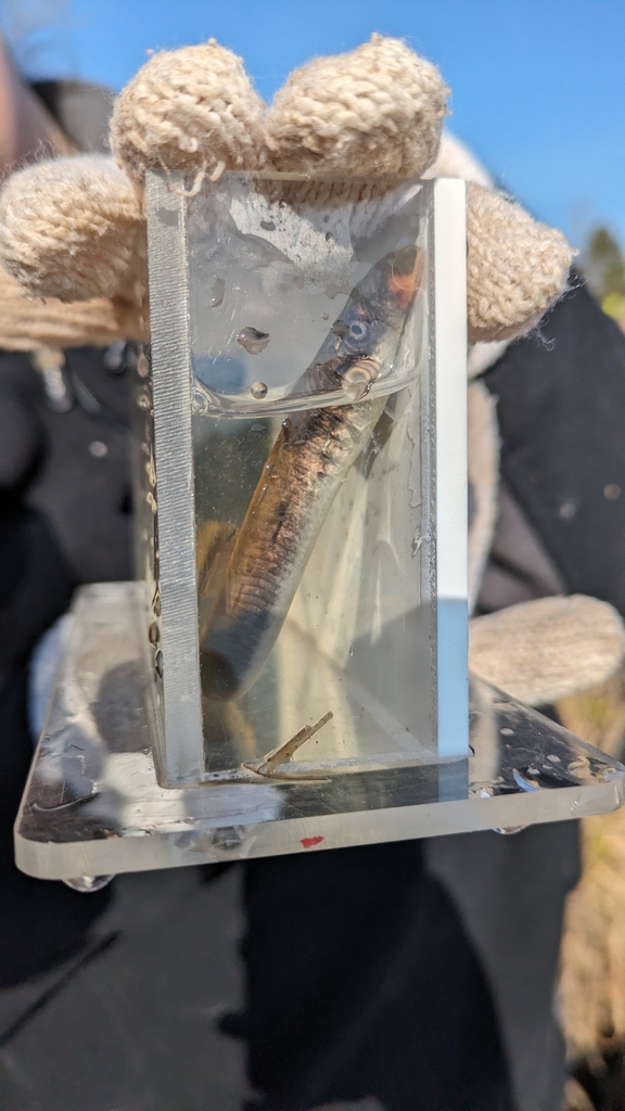 American Brook Lamprey from Thunder Bay, ON P7C, Canada on May 14, 2024 ...