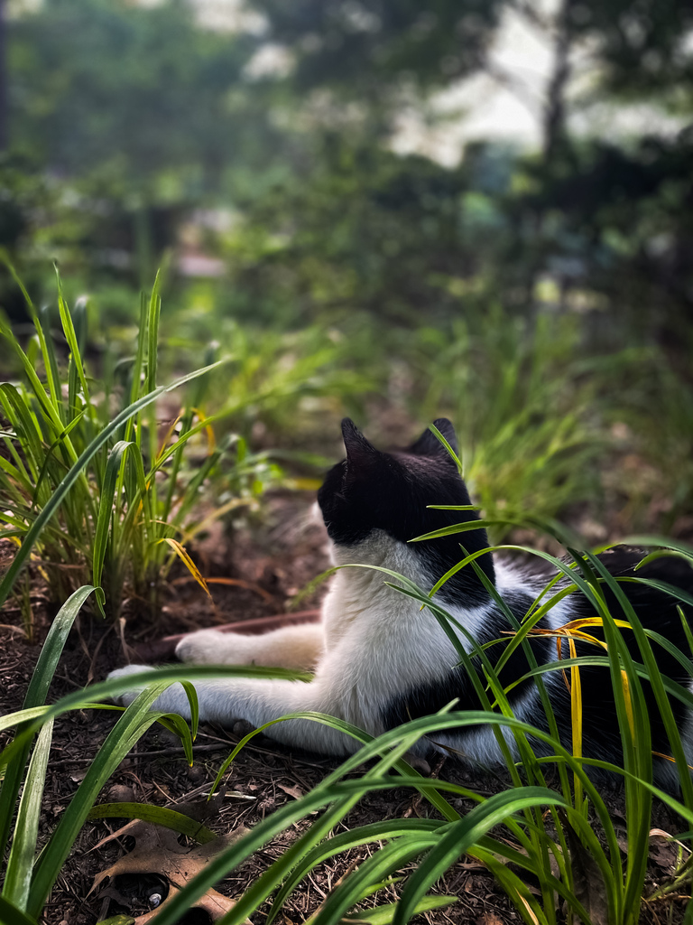 Domestic Cat from Midtown, Atlanta, GA, USA on June 15, 2024 at 07:01 ...