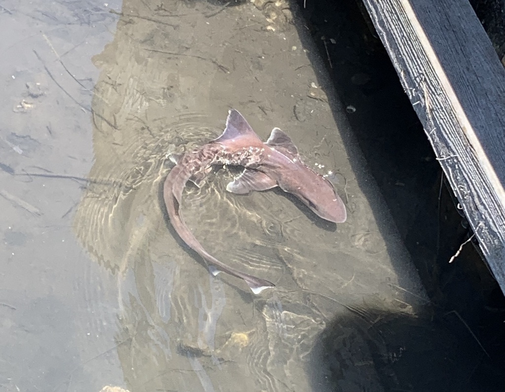 Dusky Smooth-hound in June 2024 by Coyote · iNaturalist