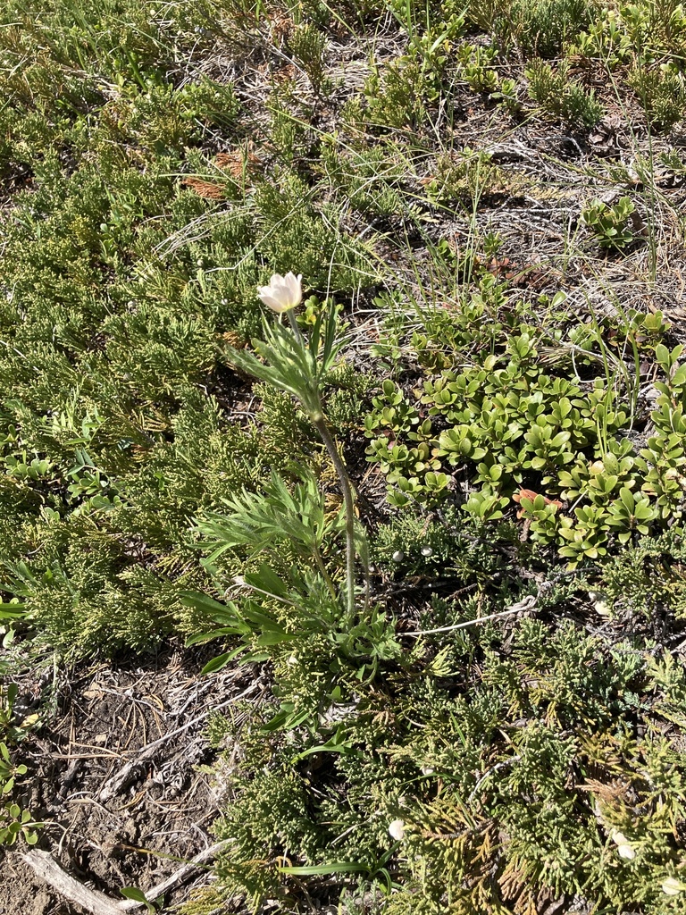 Cutleaf Anemone from Kananaskis, AB T0L, Canada on June 11, 2024 at 03: ...