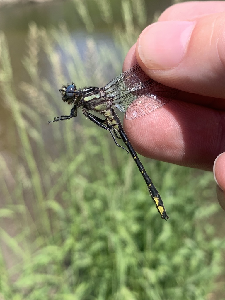 Rapids Clubtail in June 2024 by Carl-Adam Wegenschimmel · iNaturalist
