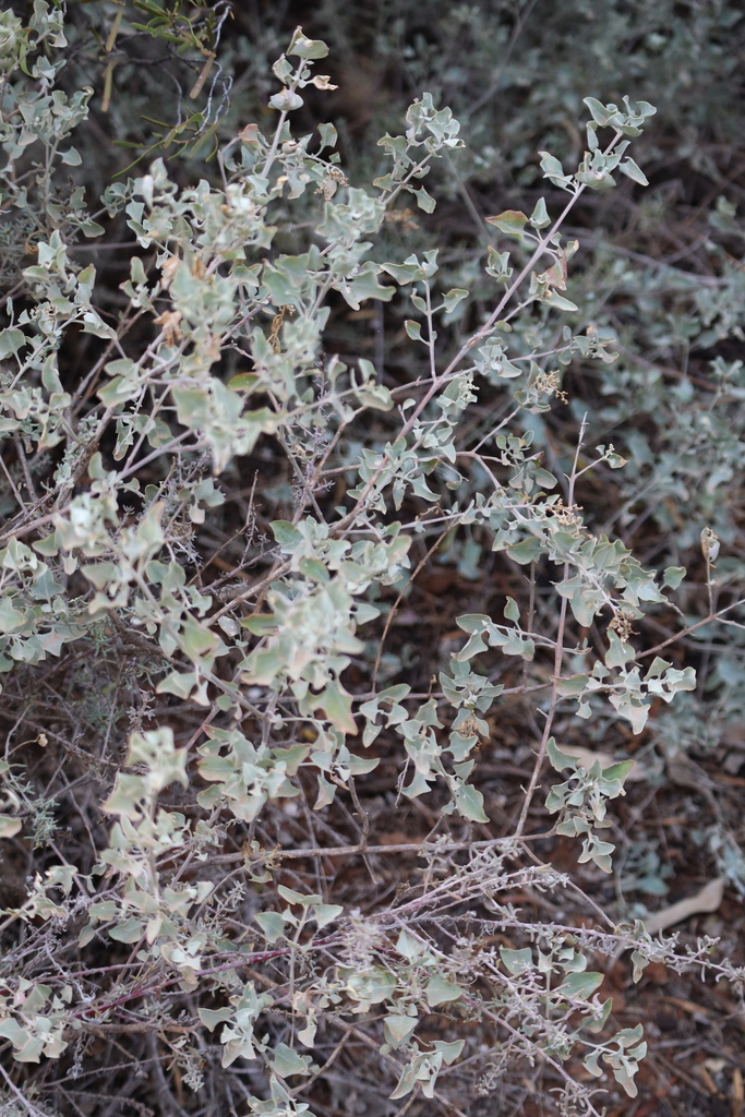 Fragrant Saltbush from Clements Gap SA 5523, Australia on June 15, 2024 ...