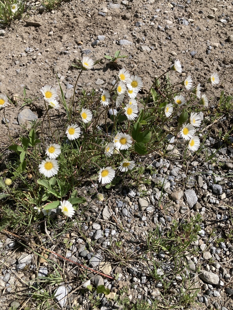 cut-leaf fleabane from Kananaskis, AB T0L, Canada on June 11, 2024 at ...