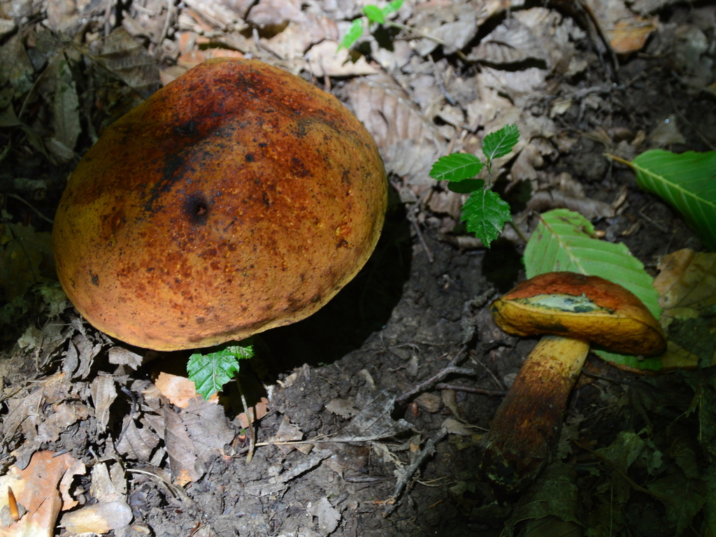 Deceiving Bolete from Srem District, Serbia on June 15, 2024 at 11:56 ...