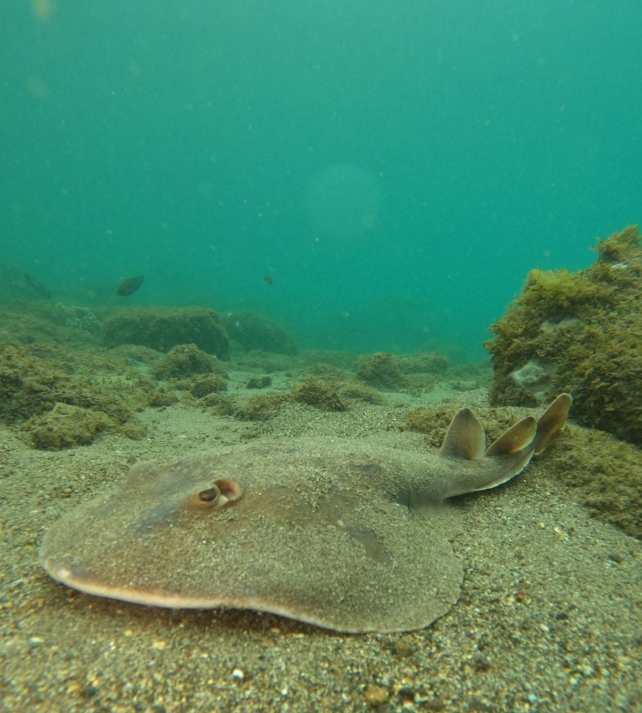 Giant Electric Ray in June 2024 by Alberto Alcalá. Archivo GECI/ A ...