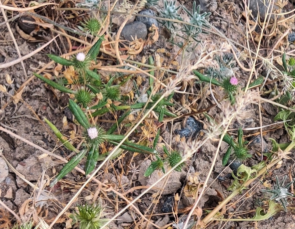 (Cousinia tenella) - Botanical Realm