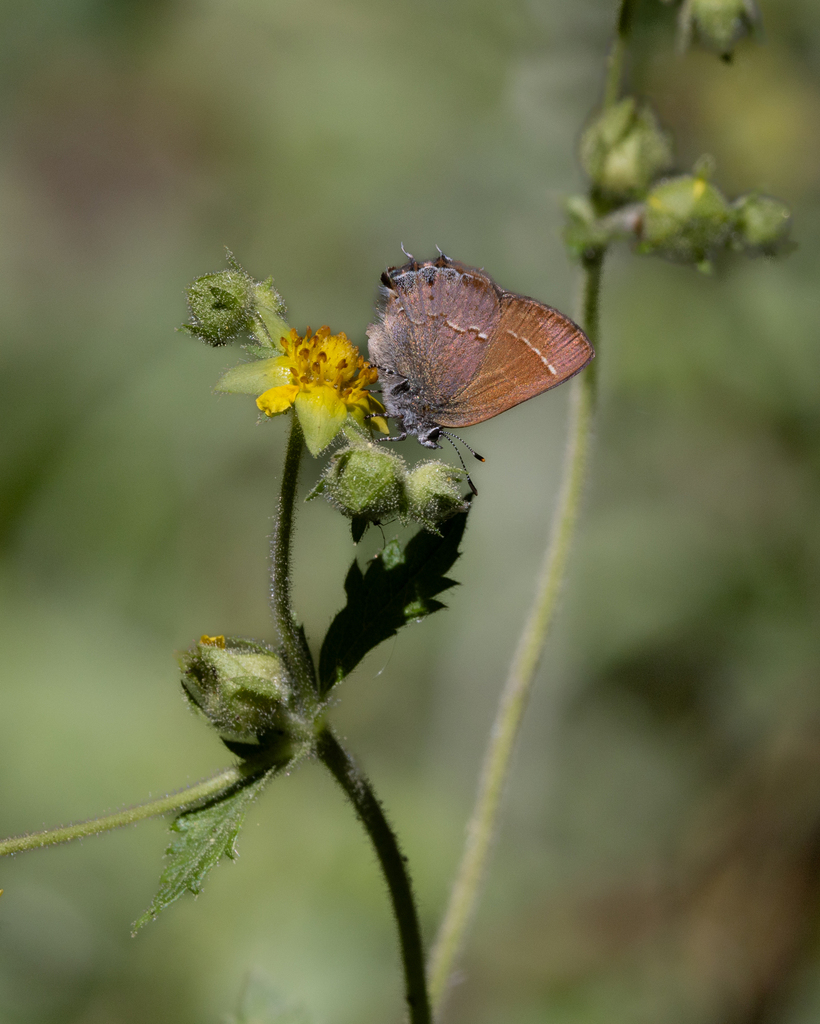 Nelson's Hairstreak from San Diego County, CA, USA on June 14, 2024 at ...