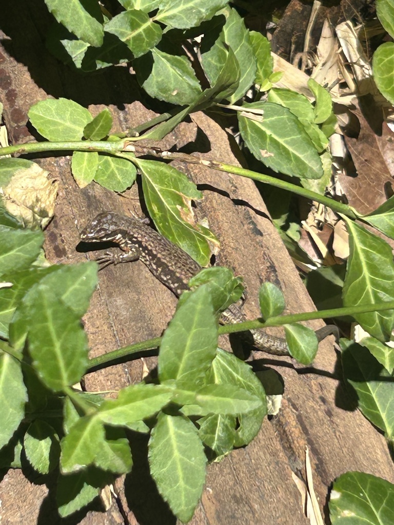 Common Wall Lizard from Cincinnati Zoo & Botanical Garden, Cincinnati ...
