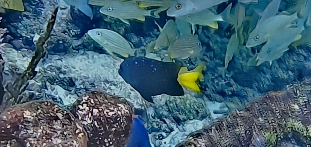 Yellowtail Damselfish from Alligator Reef Lighthouse, Monroe County, FL ...