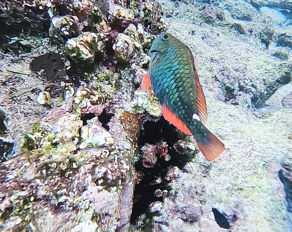 Redband Parrotfish from Alligator Reef Lighthouse, Monroe County, FL ...