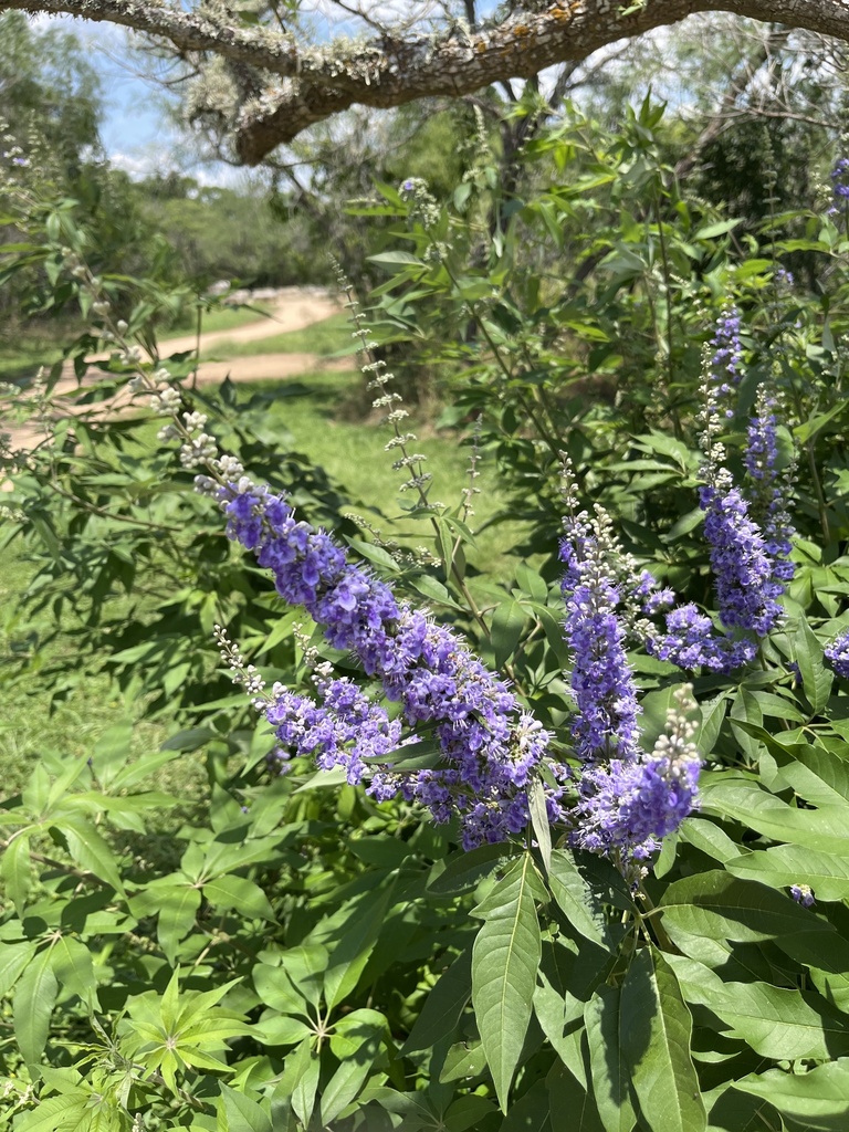 Lilac chaste tree from Buda, TX, US on June 16, 2024 at 02:13 PM by ...
