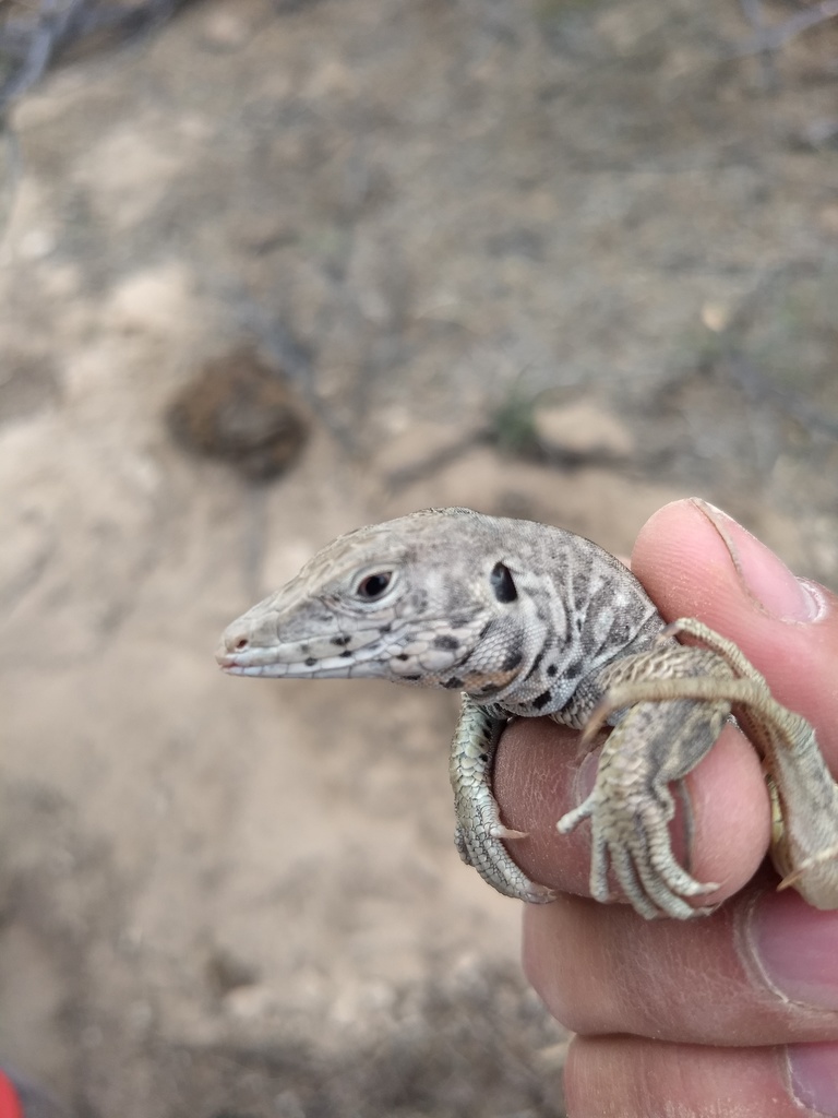 Marbled Whiptail in April 2018 by Marco García Becerra. Naturalista CCV ...