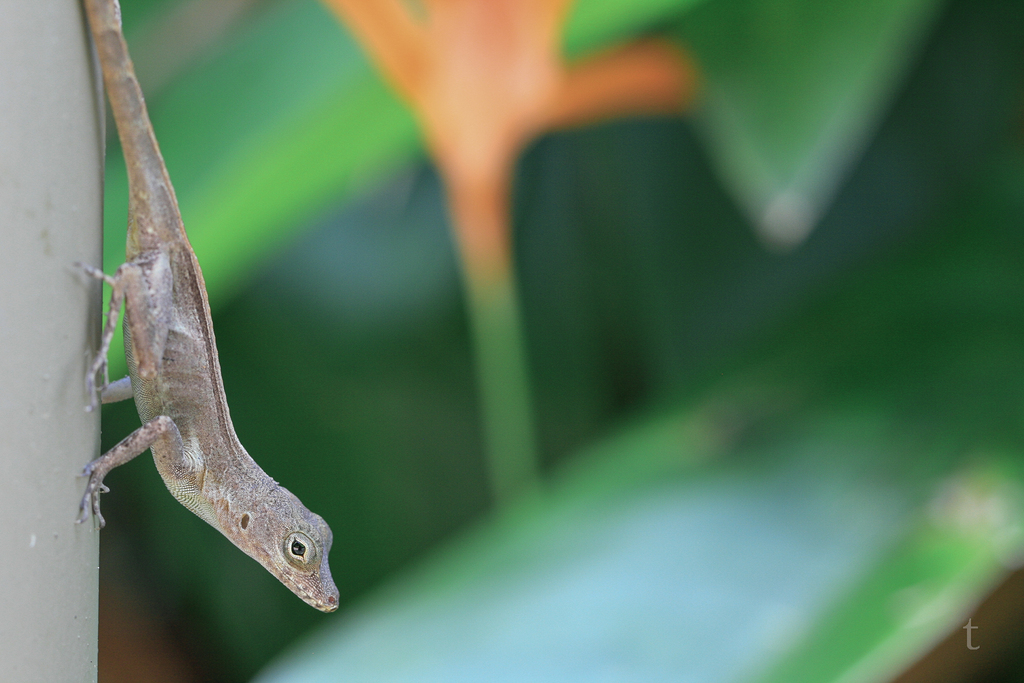 Crested Anole from Mameyes II, Río Grande 00745, Puerto Rico on June 2 ...