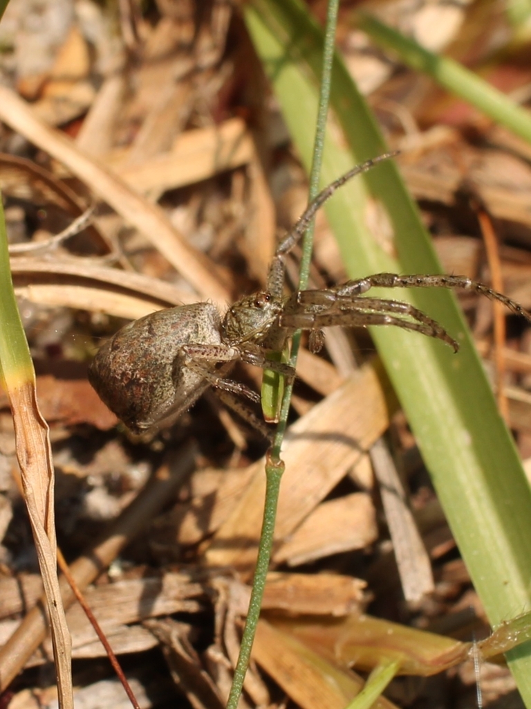 Octopus Spiders from Elgin, SC, USA on June 16, 2024 at 01:46 PM by ...