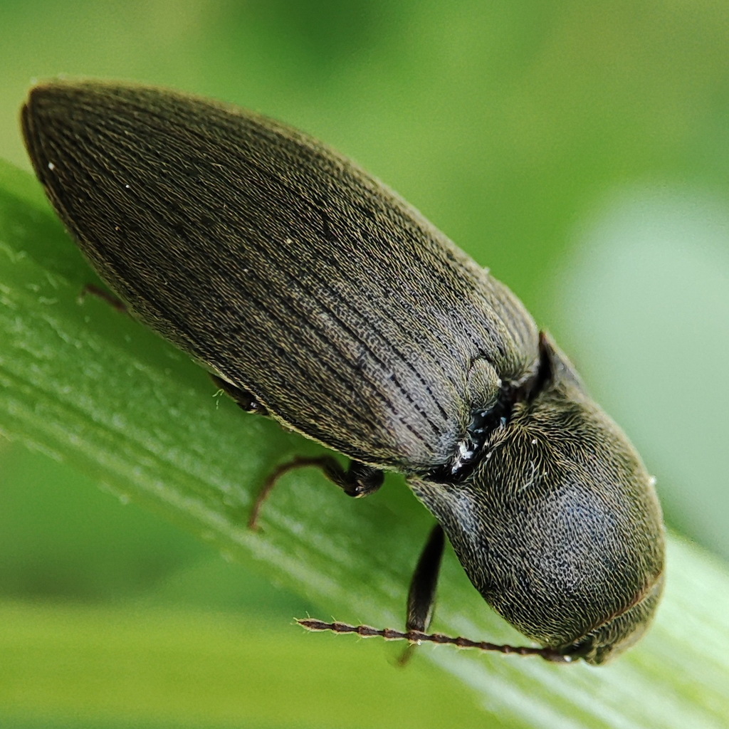 Agriotes from Красносельский р-н, Санкт-Петербург, Россия on June 16 ...