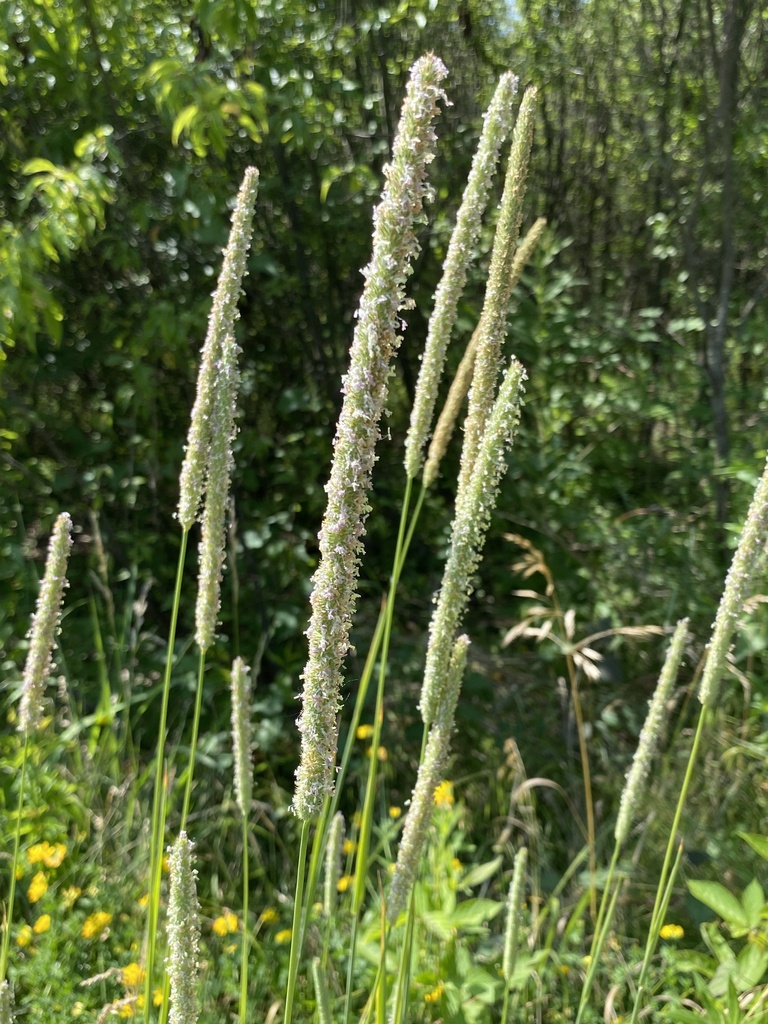 Timothy grass in June 2024 by Jim Oehmke · iNaturalist