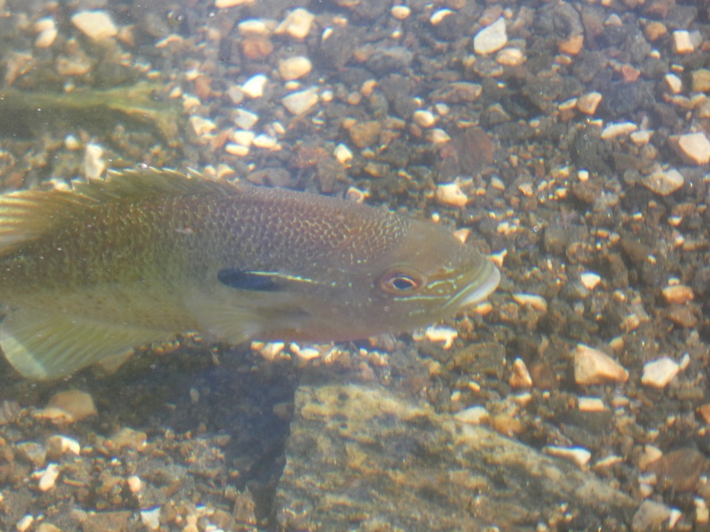 Redbreast Sunfish from Delaware County, PA, USA on June 14, 2024 at 12: ...