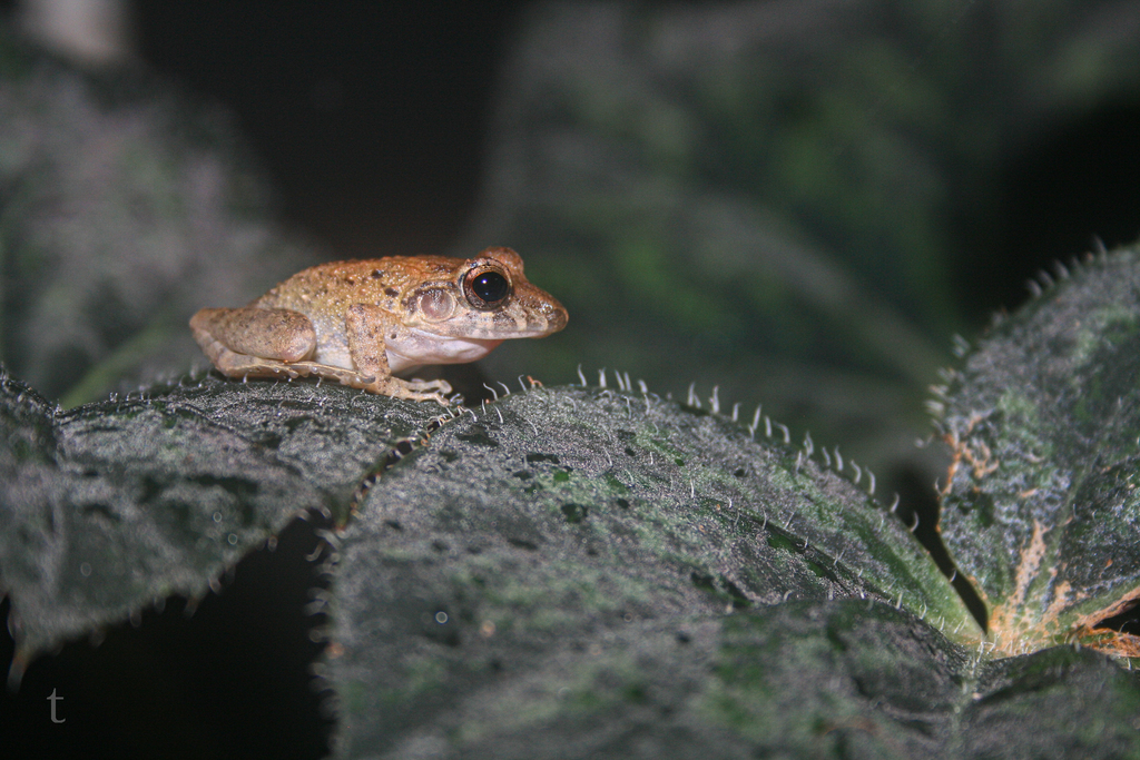 Fitzinger's Robber Frog from Santa Teresa Beach, Puntarenas Province ...