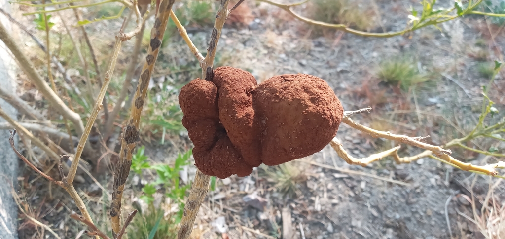wattle gall rusts from Av. Acueducto, Real del Parque, 45116 Zapopan ...