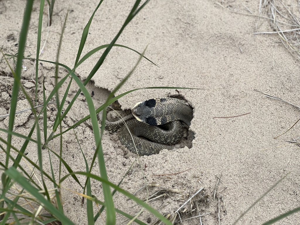 Eastern Hognose Snake from Arrowhead Trail Shoreline, Free Soil, MI, US ...