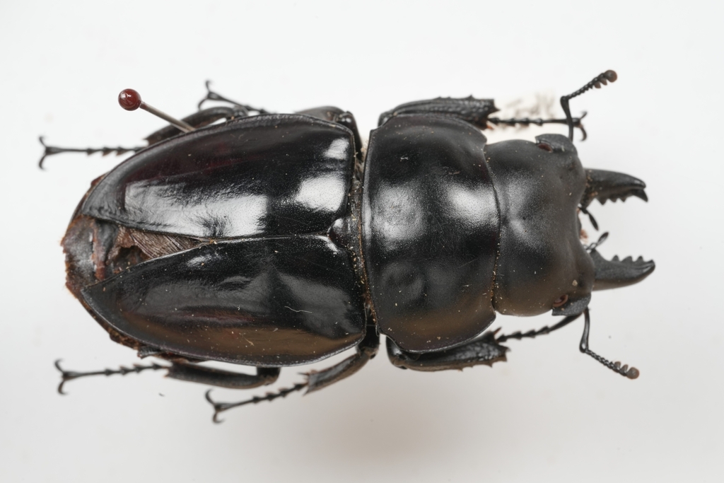 Neolucanus nitidus nitidus from Ningbo, CN-ZJ, CN on August 22, 2020 by ...