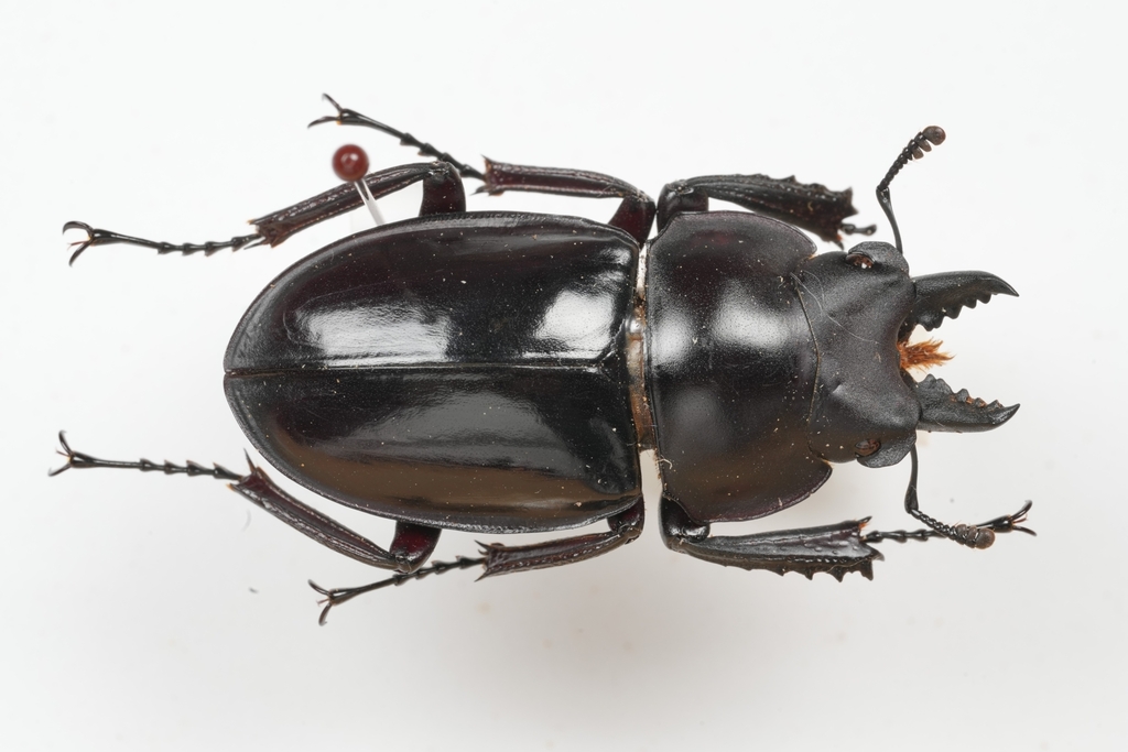 Neolucanus nitidus nitidus from Ningbo, CN-ZJ, CN on August 22, 2020 by ...