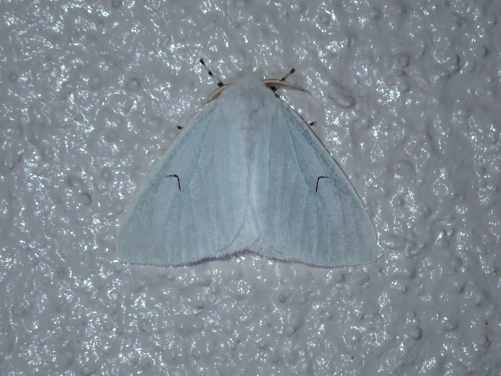 Black V Moth from 本州, 岐阜市, 岐阜県, JP on June 16, 2024 at 09:39 PM by ...