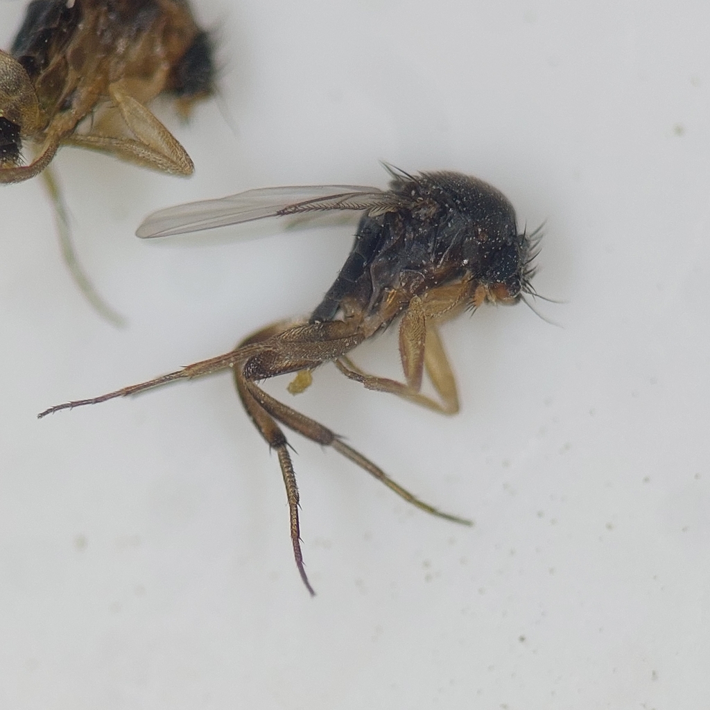 Humpbacked Flies from WXQ2+QQ6, San José, Mercedes, Costa Rica on May ...
