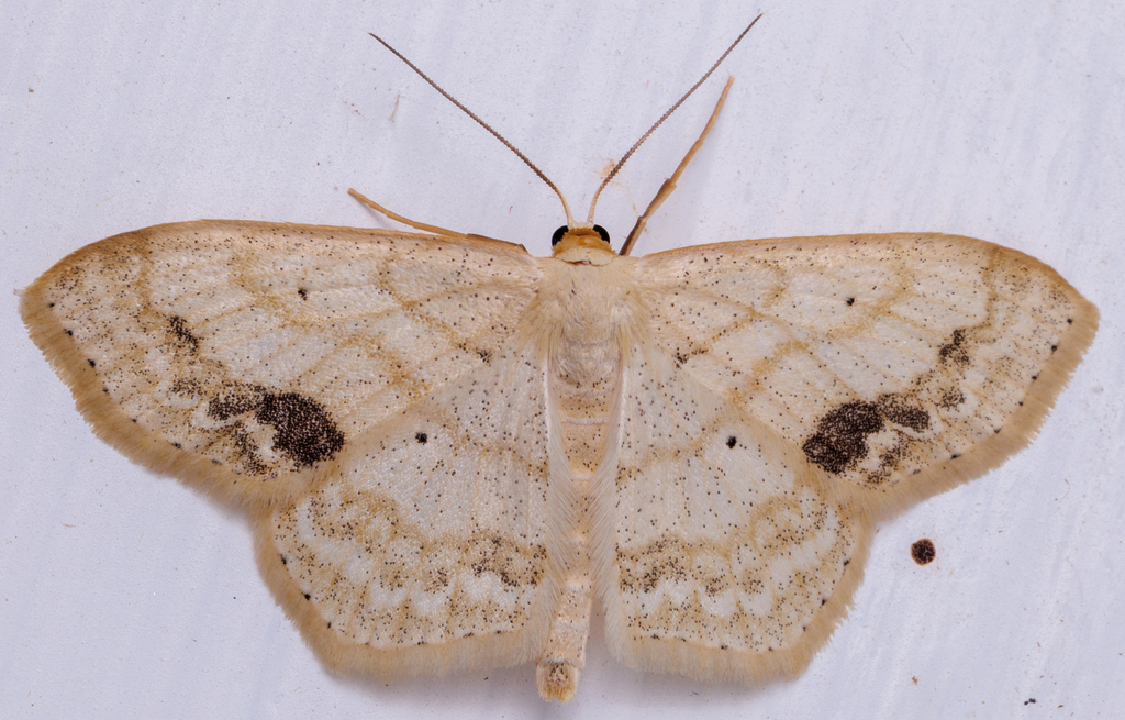 Large Lace-border Moth from Emmett Calhoun County, MI, USA on June 16 ...