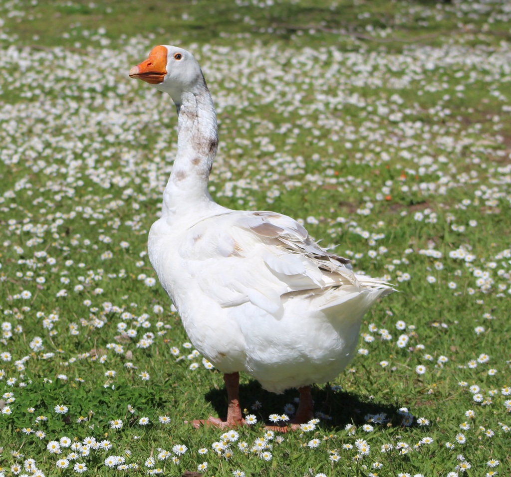 Grey Geese from Homes at Almaden Lake, San Jose, CA 95123, USA on March ...