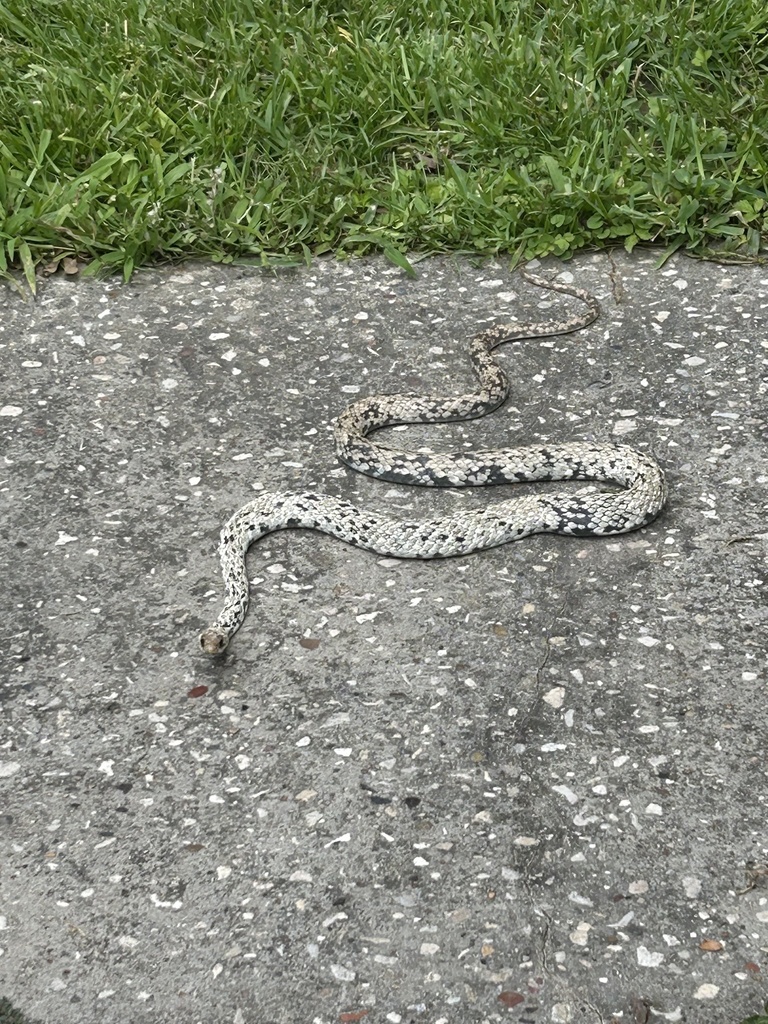 Buttermilk Racer from Woodlane Blvd, Magnolia, TX, US on June 16, 2024 ...