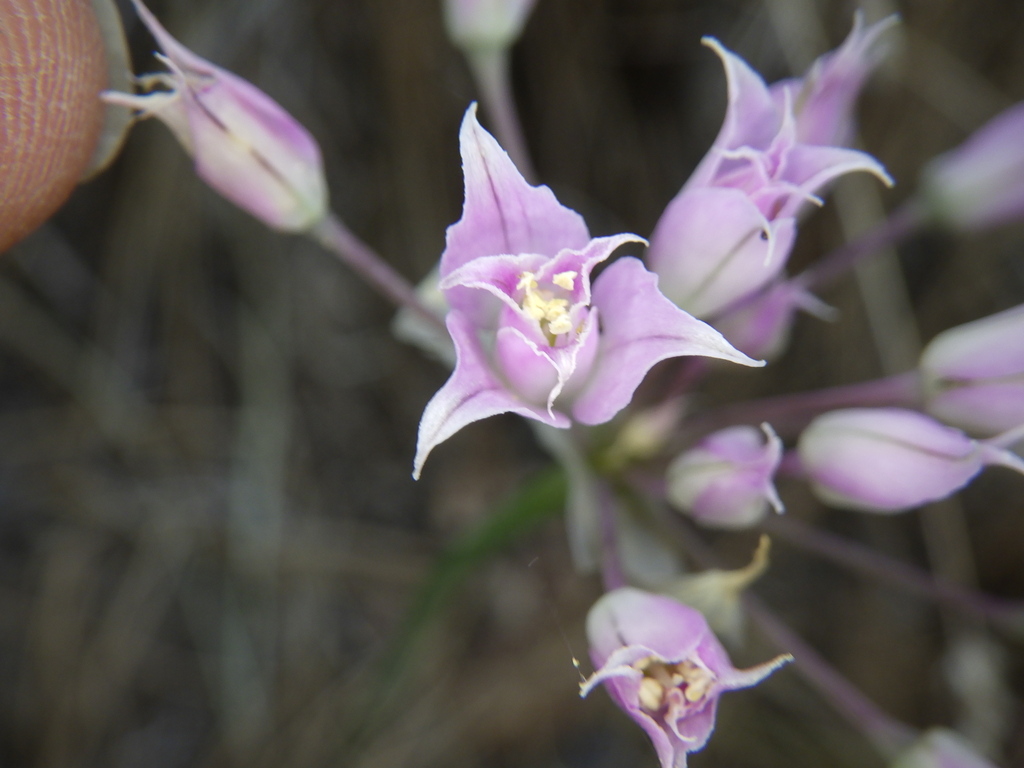 Hooker's onion from Moran Prairie, Spokane, WA, USA on June 15, 2024 at ...