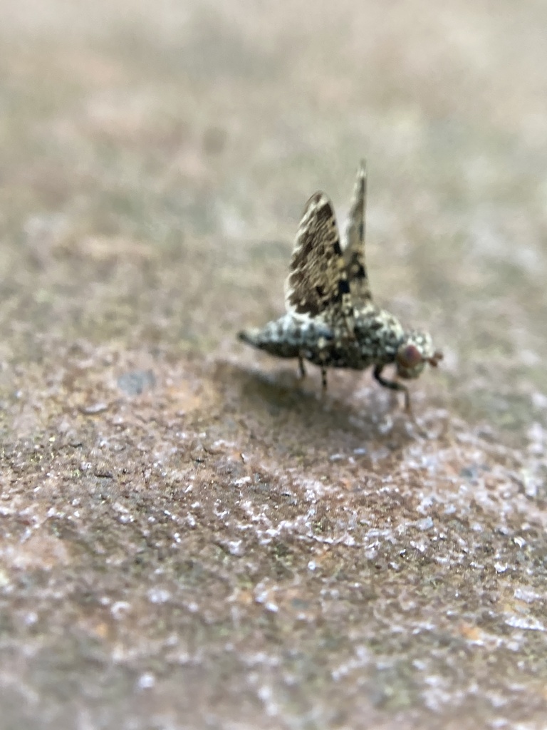 Peacock Fly from Washington County, US-PA, US on June 16, 2024 at 03:20 ...